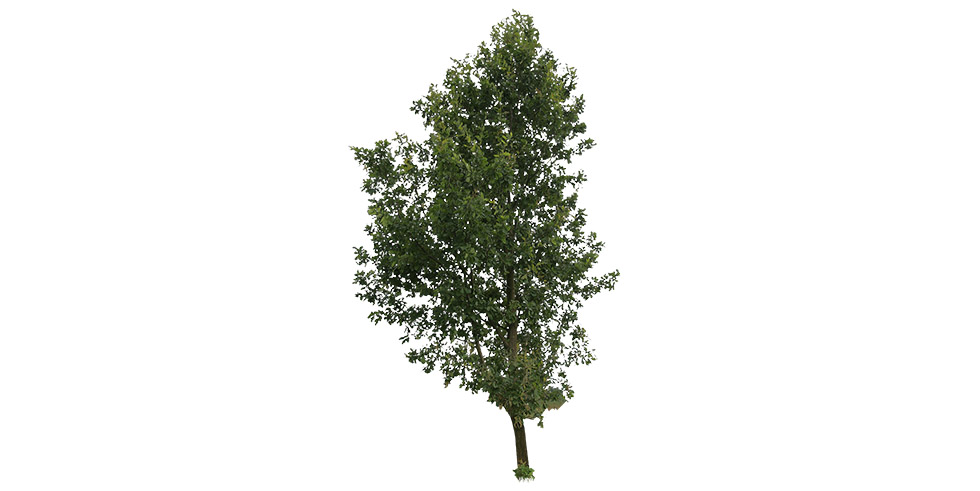 High tree – Free Cut Out people, trees and leaves