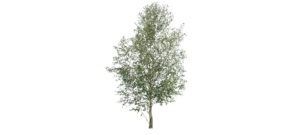 Cut out tree – birch – Free Cut Out people, trees and leaves