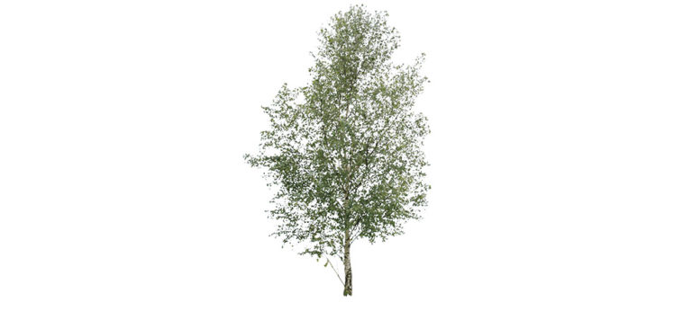 Cut out tree – birch – Free Cut Out people, trees and leaves