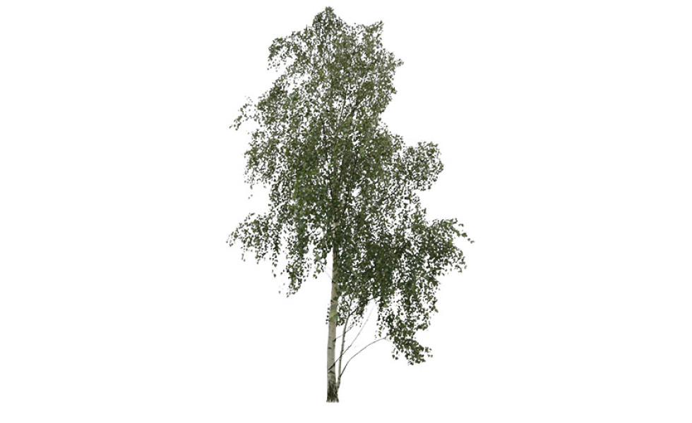 Asymmetric birch | Free Cut Out people, trees and leaves