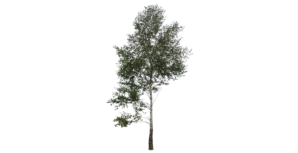 Big birch – Free Cut Out people, trees and leaves