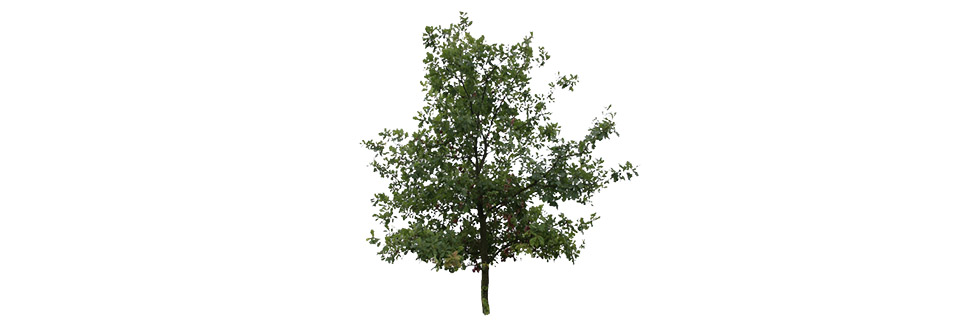 Young oak – Free Cut Out people, trees and leaves