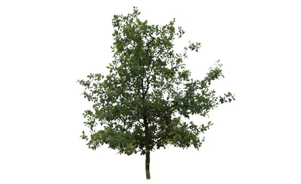 Young oak | Free Cut Out people, trees and leaves