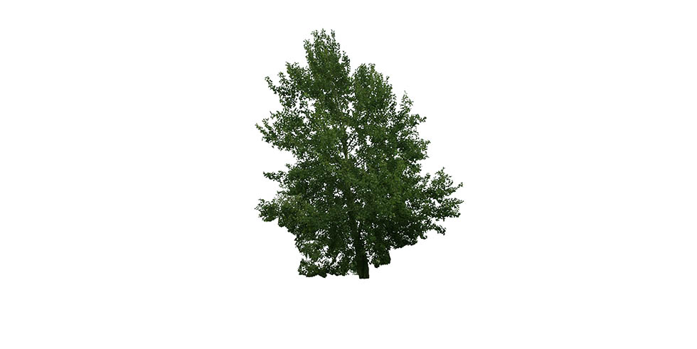 vegetation – Free Cut Out people, trees and leaves