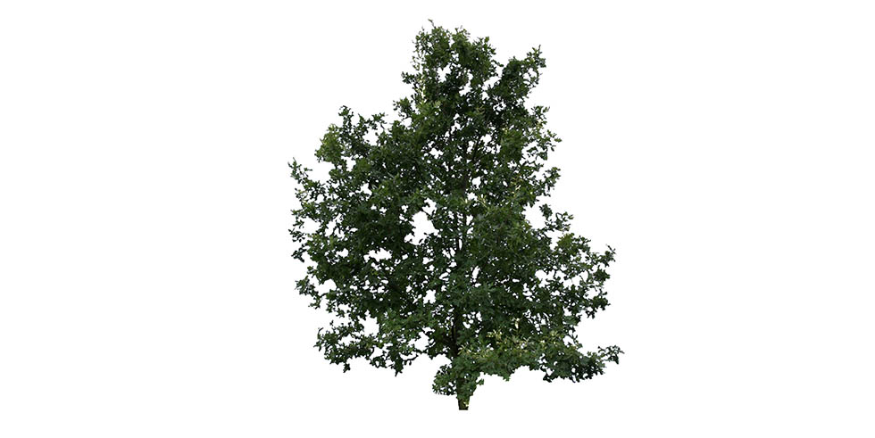 Young oak – Free Cut Out people, trees and leaves