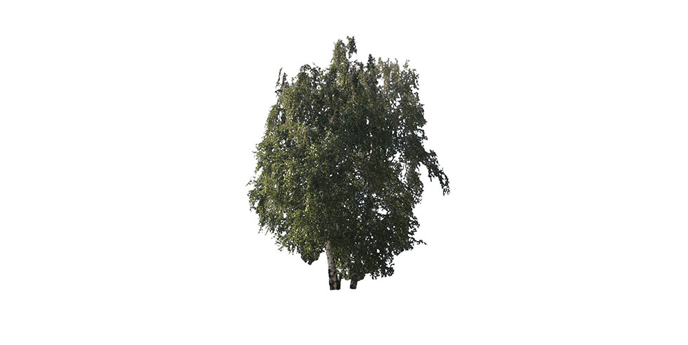 birch – Free Cut Out people, trees and leaves