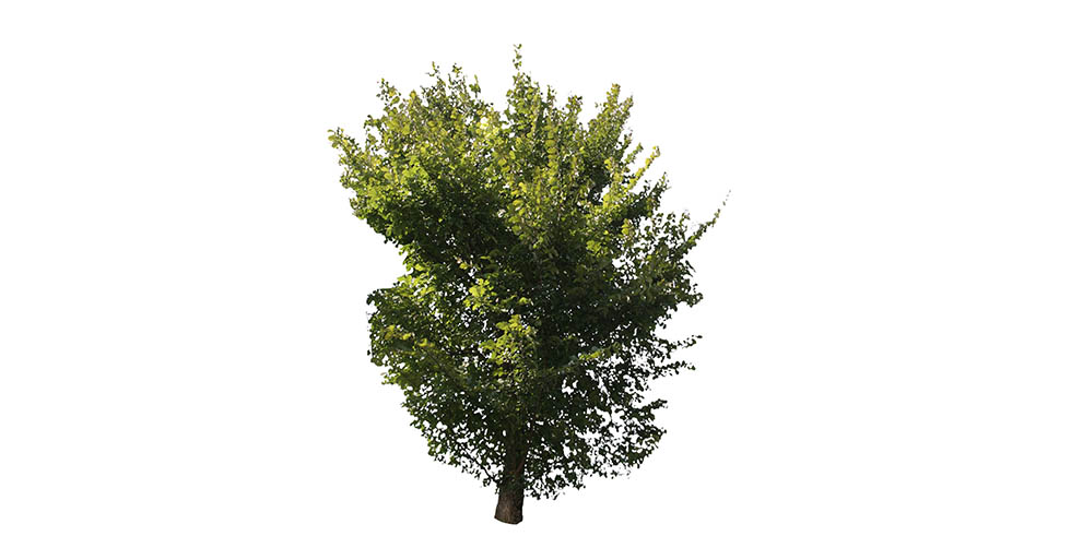 Green tree – Free Cut Out people, trees and leaves