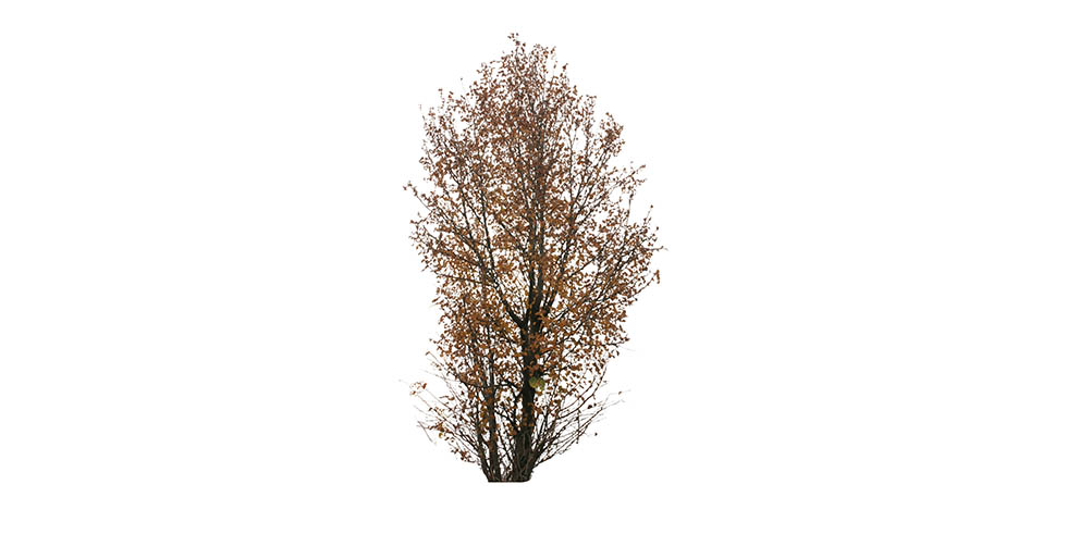 Big autumn tree – Free Cut Out people, trees and leaves